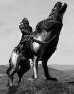 Wolf (AoCHA) | RP Wiki | Fandom