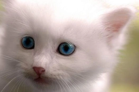 Snowfoot the Kitten | RuneScape Roleplay Wiki | Fandom