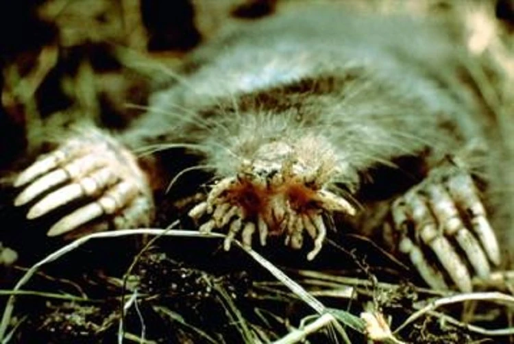 Mole | Rescue The Animals With The Objects Wiki | Fandom