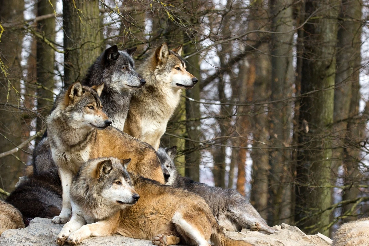 Stonepack | Run With The Pack: Wolf Story Wiki | Fandom