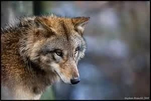 Fox (Pinepack) | Run With The Pack: Wolf Story Wiki | Fandom