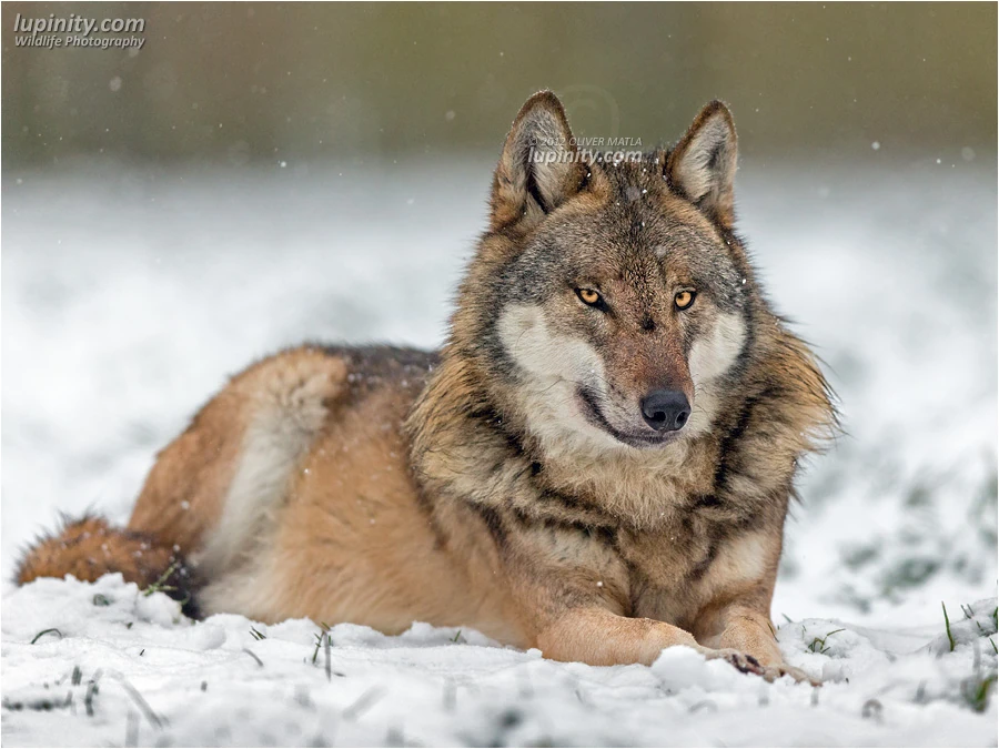 Hades | Run With The Pack: Wolf Story Wiki | Fandom