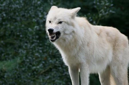 Luna | Run With The Pack: Wolf Story Wiki | Fandom