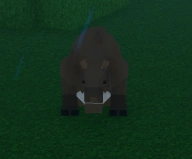 Pinewood Thickets | Rune Slayer Wiki | Fandom