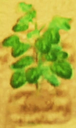 Crop Farming Guide | Rune Factory Frontier | Fandom