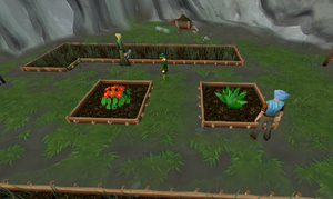 Money making guide/Farming wergali | RuneScape Wiki | Fandom