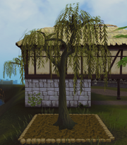 Willow | RuneScape Wiki | Fandom