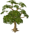 Woodcutting | RuneScape Wiki | Fandom
