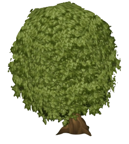 Oak tree | RuneScape Wiki | Fandom