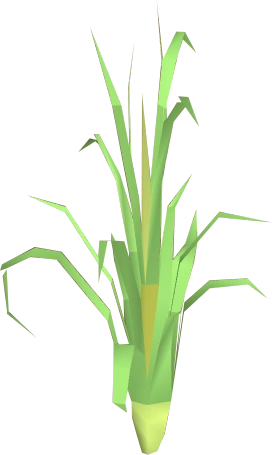 Fever grass | RuneScape Wiki | Fandom
