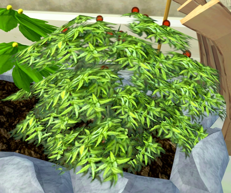 Stoneberry bush | RuneScape Wiki | Fandom