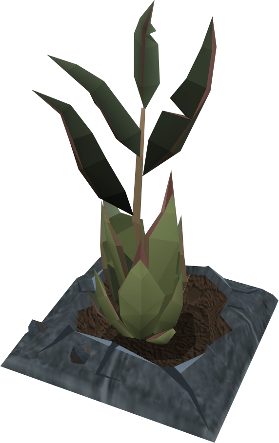 Runeleaf (plant) | RuneScape Wiki | Fandom