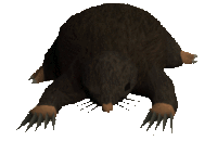 Giant Mole | RuneWiki | Fandom