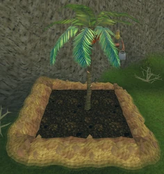 Palm tree | RuneScape Wiki | Fandom