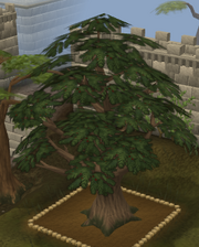 Yew | RuneScape Wiki | Fandom