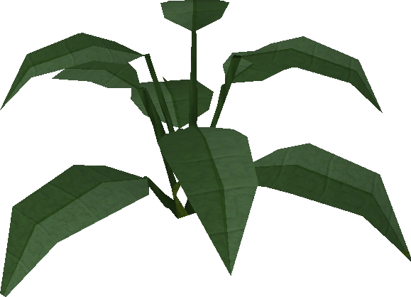 Large leaf bush | RuneScape Wiki | Fandom