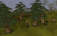 Yew | RuneScape Wiki | Fandom