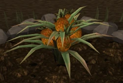 Pineapple plant | RuneScape Wiki | Fandom