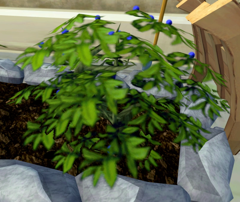 Meloberry bush | RuneScape Wiki | Fandom