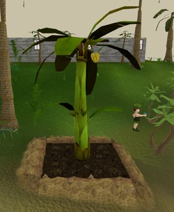 Banana tree | RuneScape Wiki | Fandom