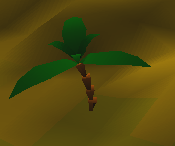 PalmTree | RuneScape Classic Wiki | Fandom