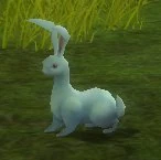 Rabbit - Runes of Magic Wiki