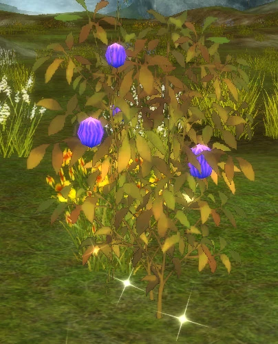 Red Flower Berry (Object) - Runes of Magic Wiki