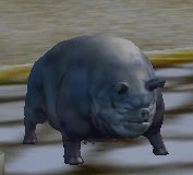 Category:Pig (Mob Race) - Runes of Magic Wiki