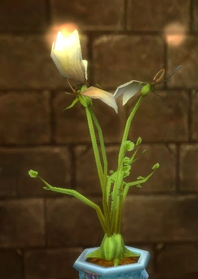 Stardust Seed - Runes of Magic Wiki