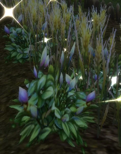 Pure White Light Rose (Object) - Runes of Magic Wiki