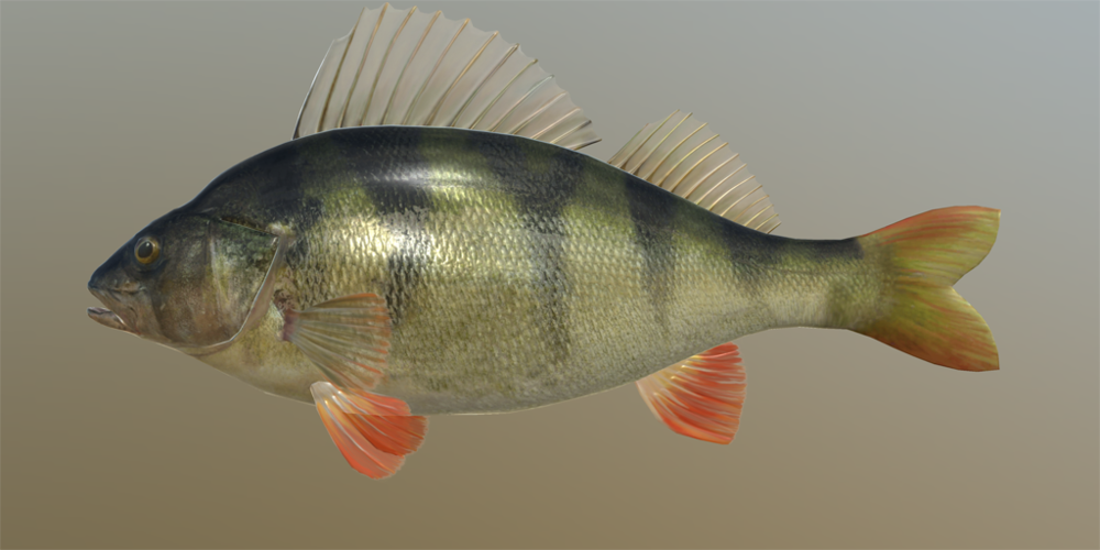Perch | Russian Fishing 4 Wiki | Fandom