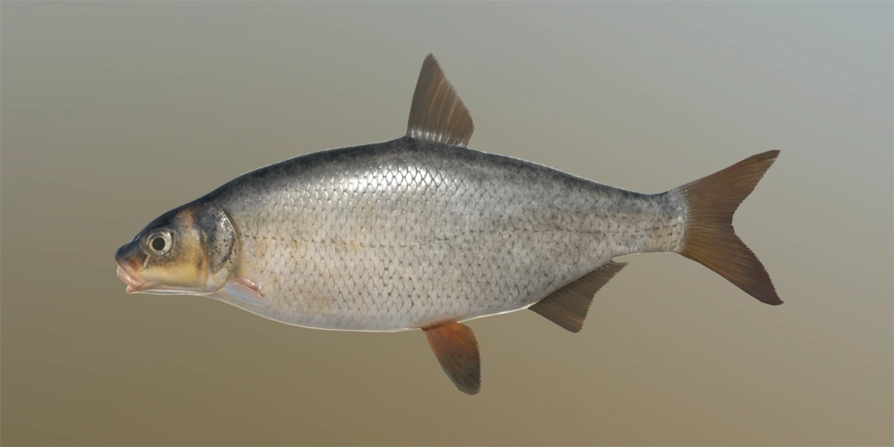 Vimba | Russian Fishing 4 Wiki | Fandom