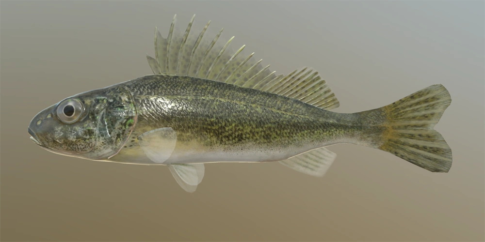 Ruffe | Russian Fishing 4 Wiki | Fandom