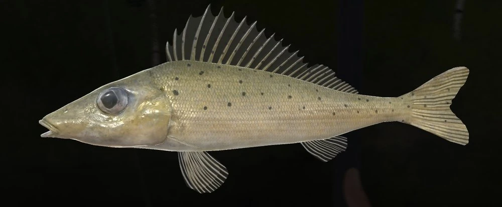 Donets Ruffe | Russian Fishing 4 Wiki | Fandom