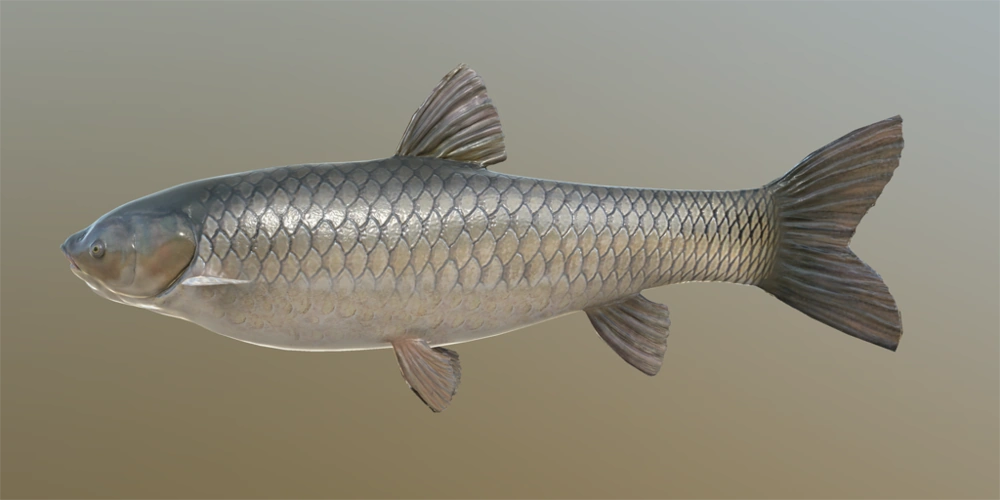 Grass Carp | Russian Fishing 4 Wiki | Fandom
