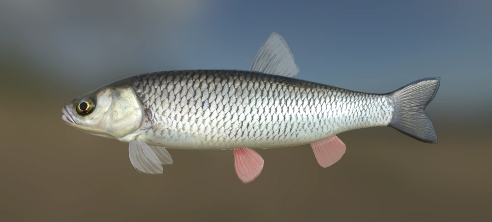 Freshwater Chub Fish