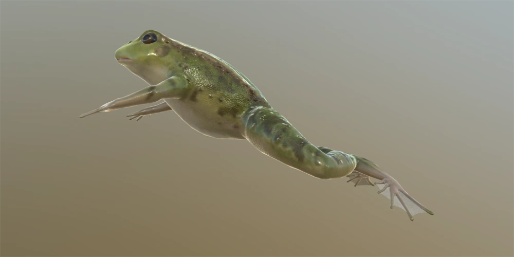 Frog | Russian Fishing 4 Wiki | Fandom