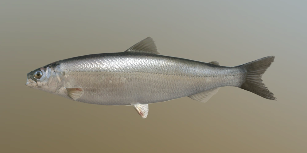 Vendace | Russian Fishing 4 Wiki | Fandom