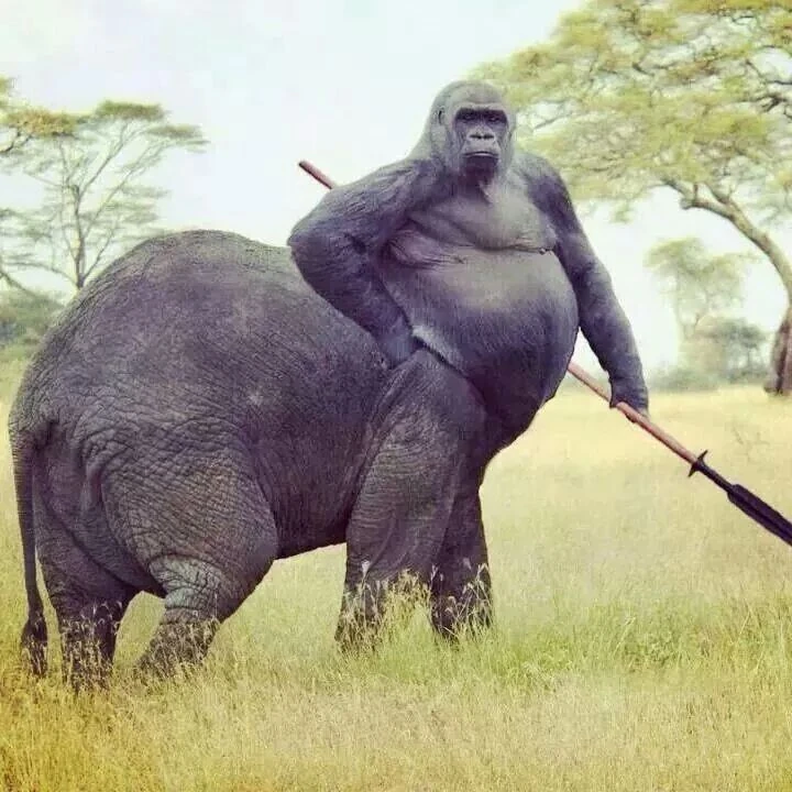 Apetu | Rust Rats Wiki | Fandom