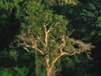 Дерево массасси | Вукипедия | Fandom