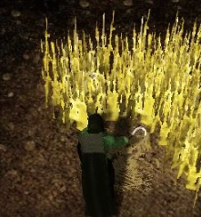 Anko tree | Ruthless Wilds Wikia | Fandom