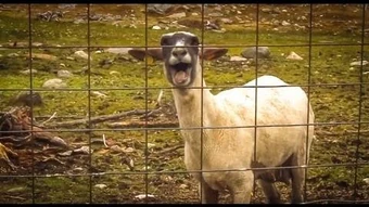 goat yelling help