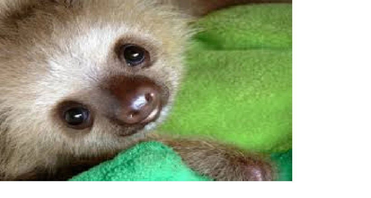 User blog:Umiishiyama/Ahem... Sloths! | RWBY Wiki | Fandom