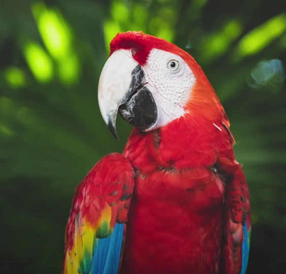 Wilfred | Ryan George Cinematic Universe Wiki | Fandom