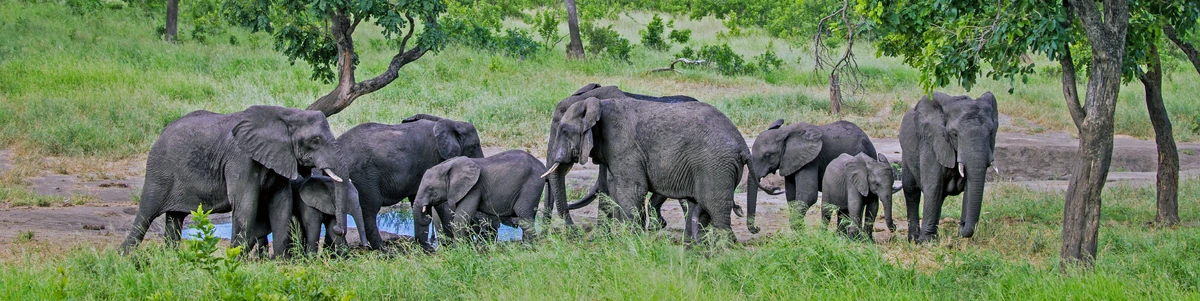 Alive | Ryan McCleary's World Brightestapedia Wiki | Fandom