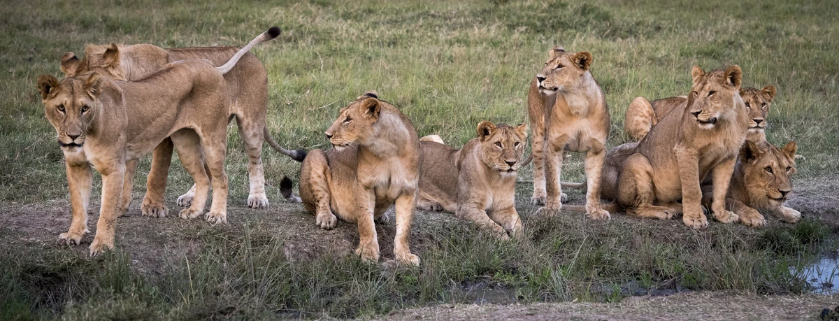 Families | Ryan McCleary's World Brightestapedia Wiki | Fandom