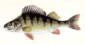 Okoń | Ryby Wiki | Fandom