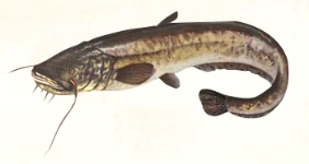 Sum | Ryby Wiki | Fandom