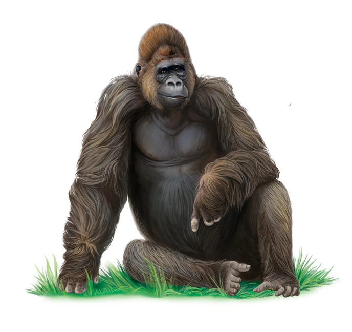 Apes | Rythiae Wiki | Fandom