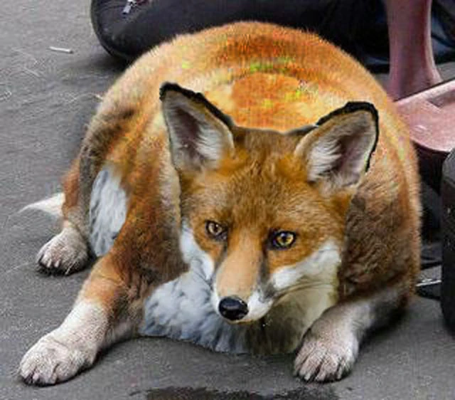 Boggis | SACC Fantastic Mr Fox Wiki | Fandom